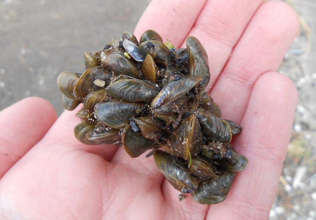 Gouden mossel | Ecopedia